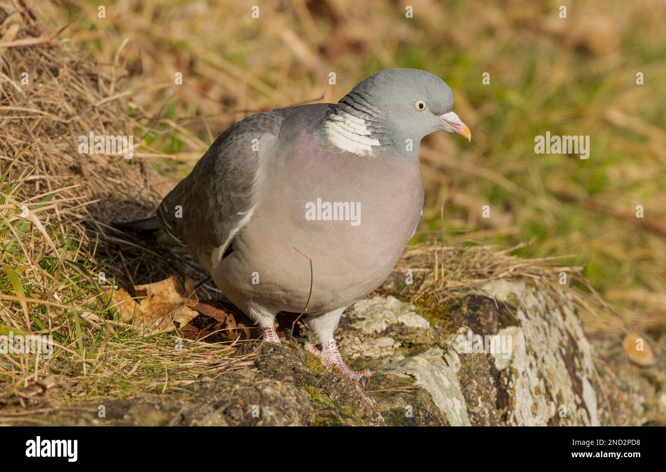 The Wood Pigeon is a common UK bird of town and country. Large flocks ...