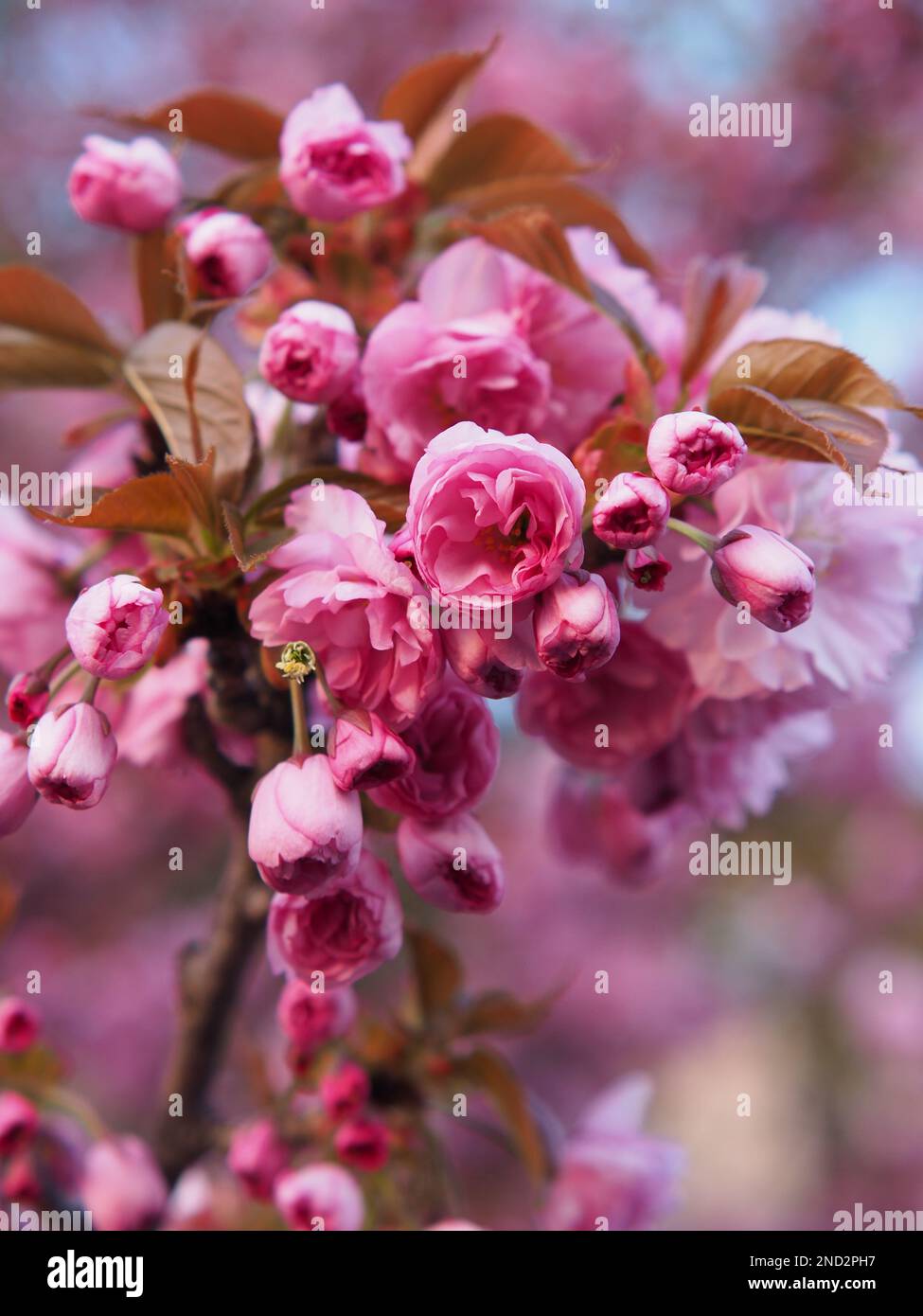 Outdoor photography of cherry blossoms hi-res stock photography and ...