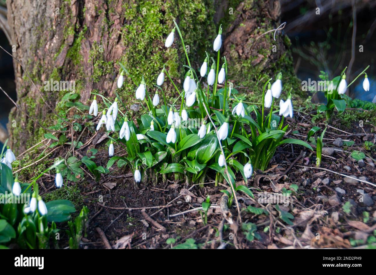 Cottage Gardens Plants - Naturalised Snowdrops Stock Photo - Alamy