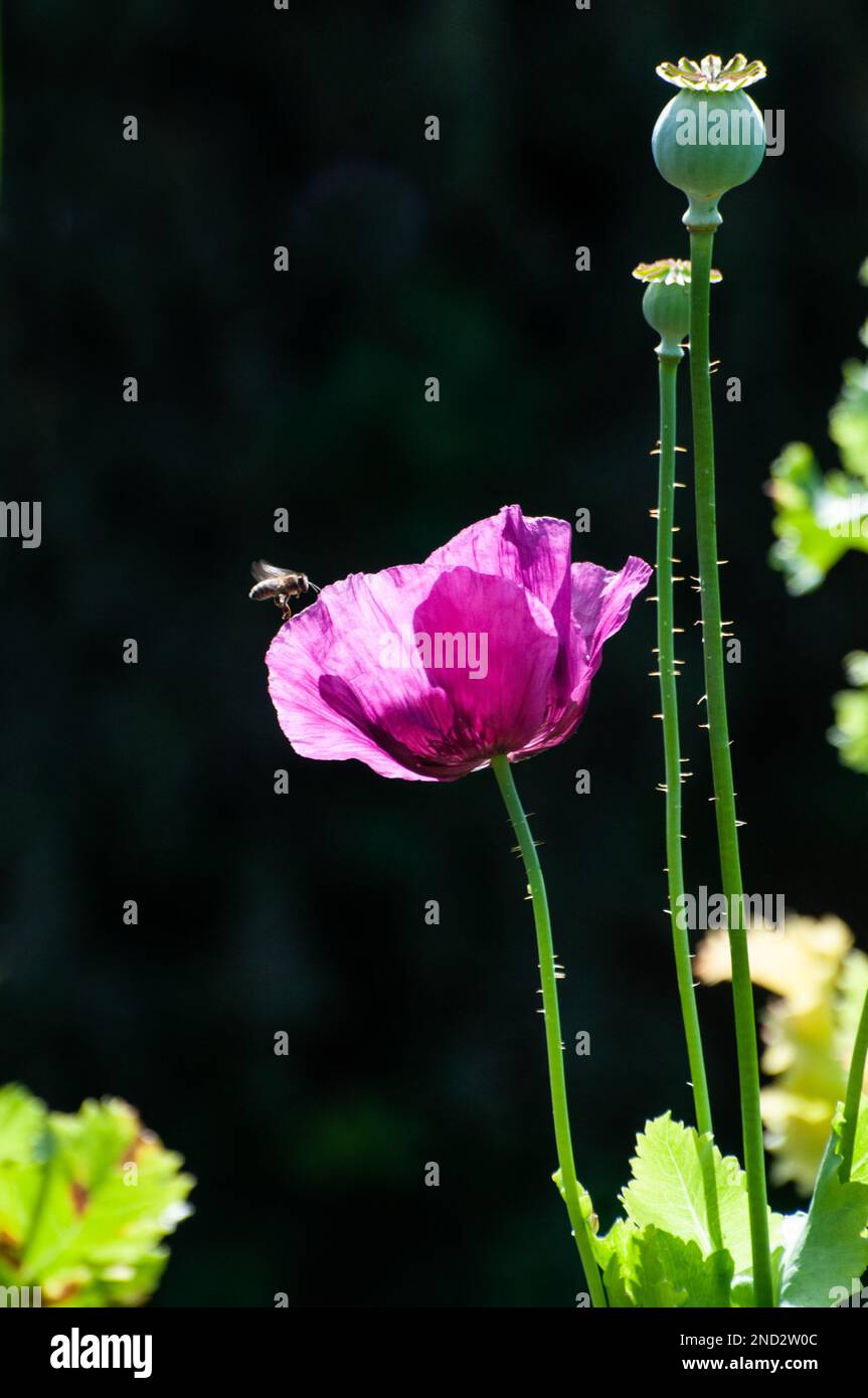 Cottage Gardens Plants - Poppy Flower & Seed Heads Stock Photo - Alamy