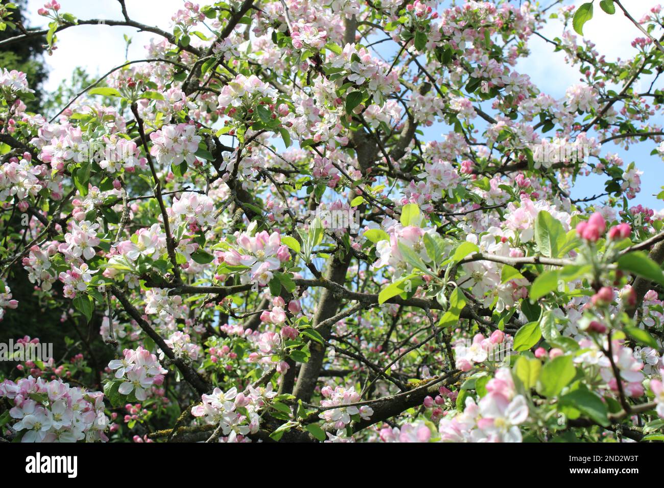 A very pretty pear tree blossoming during the summer. The blend of ...