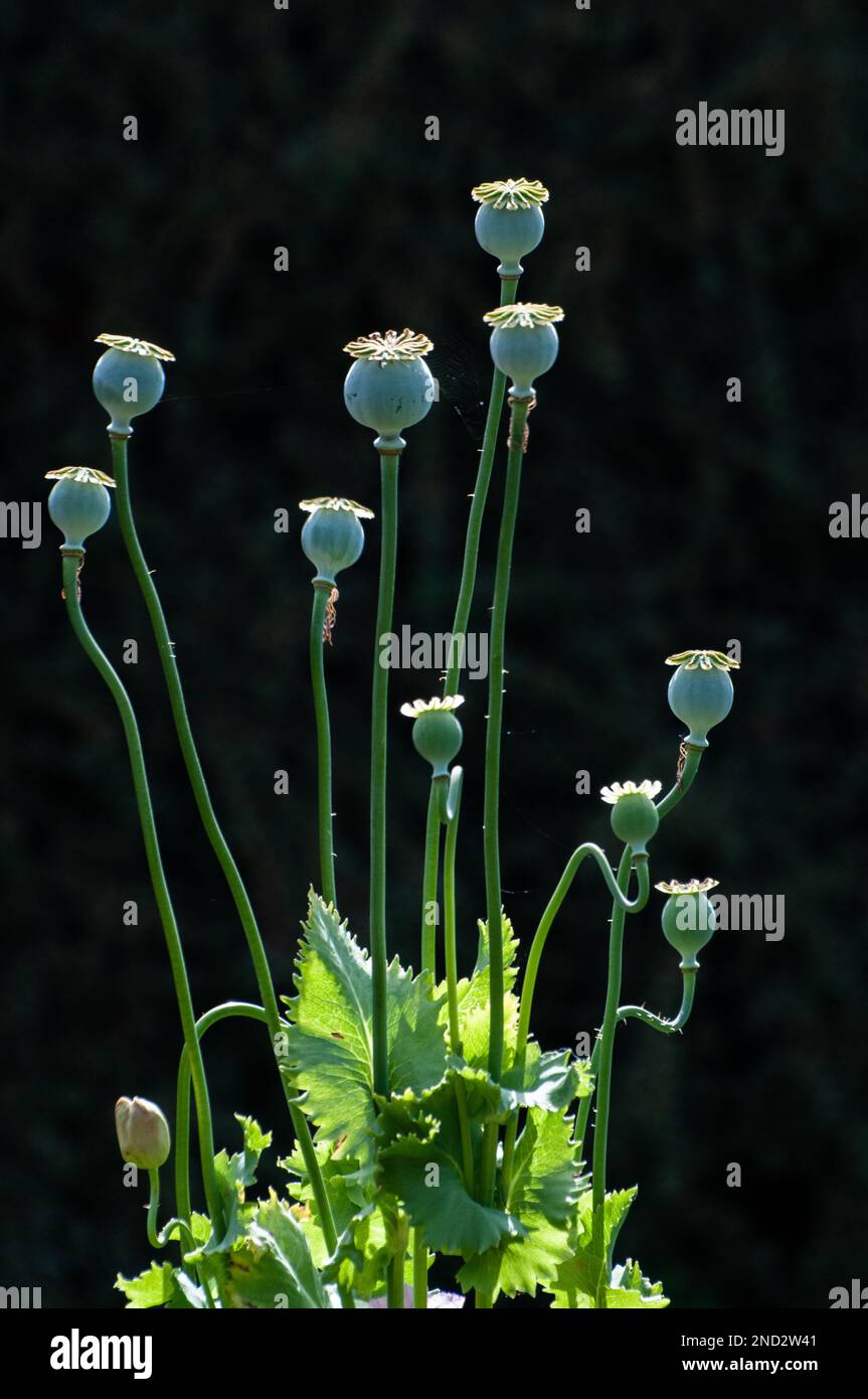 Cottage Gardens Plants Poppy Seed Heads Stock Photo - Alamy