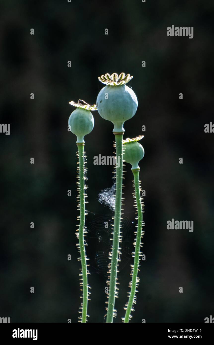 Cottage Gardens Plants Poppy Seed Heads Stock Photo - Alamy