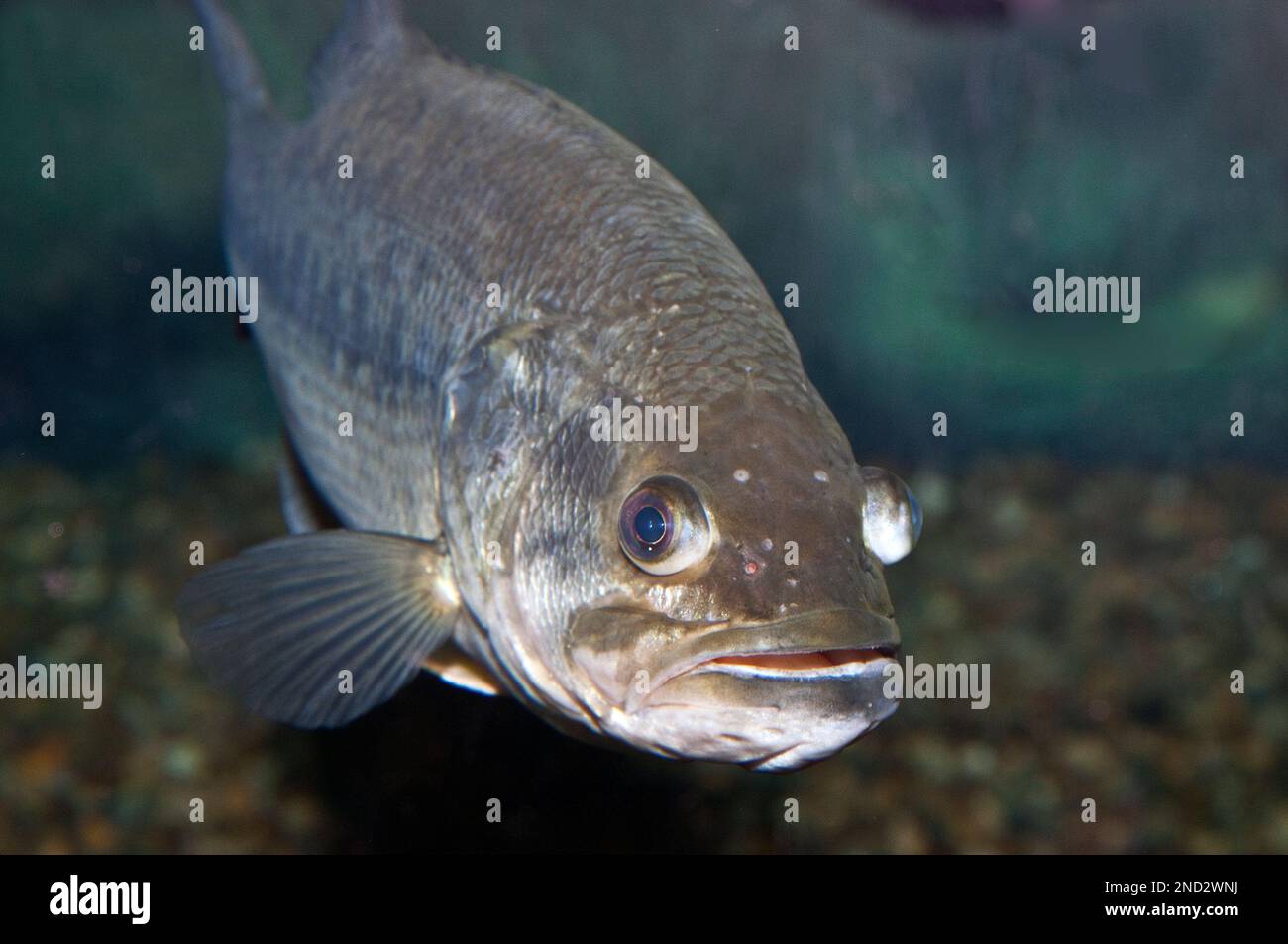 Largemouth bass underwater Stock Photo - Alamy