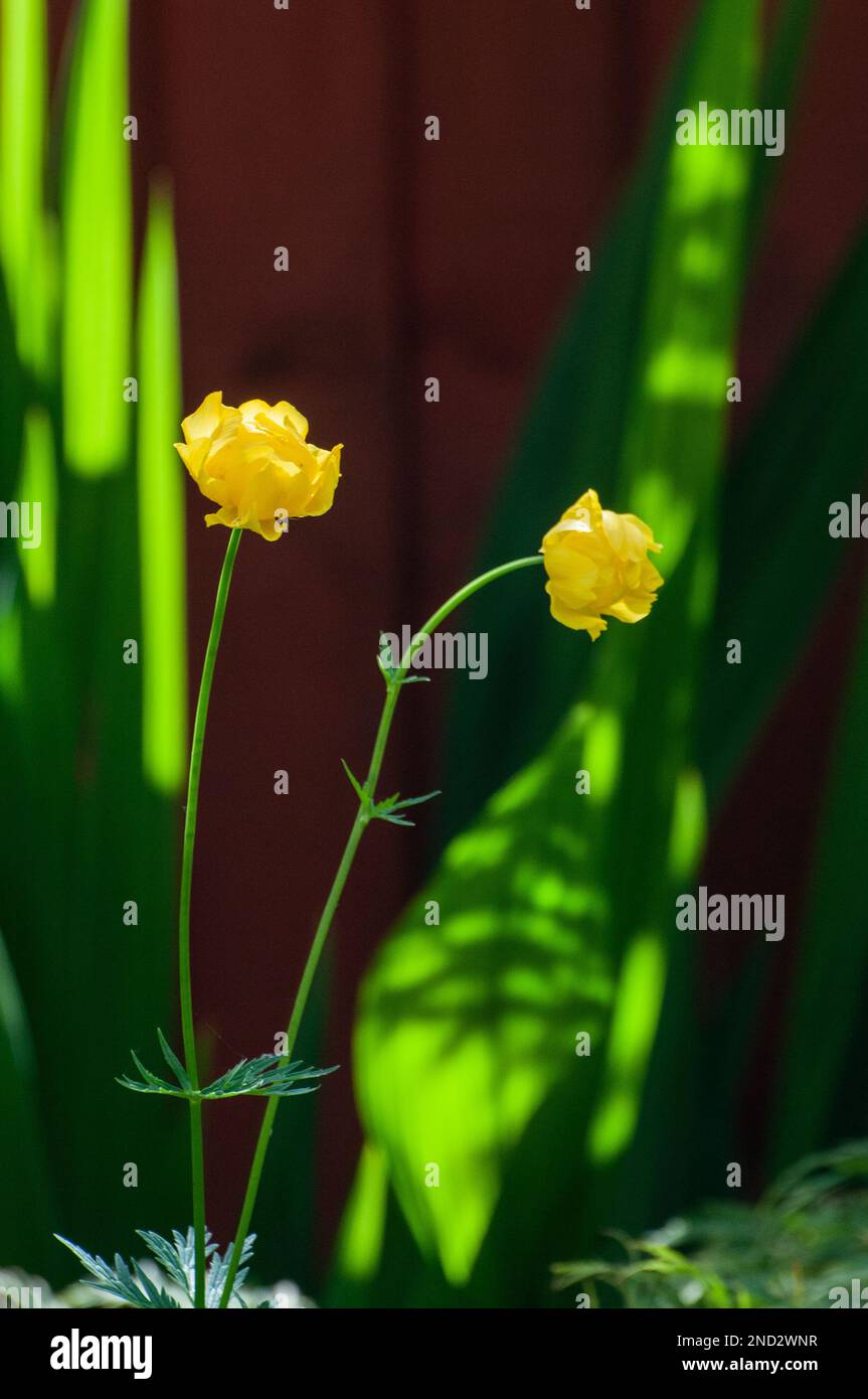 Cottage Gardens Plants - Ranunculus bulbosus Stock Photo - Alamy