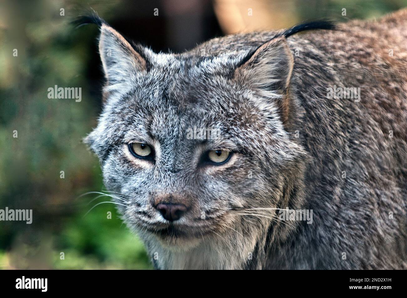 Canadian Lynx Animal