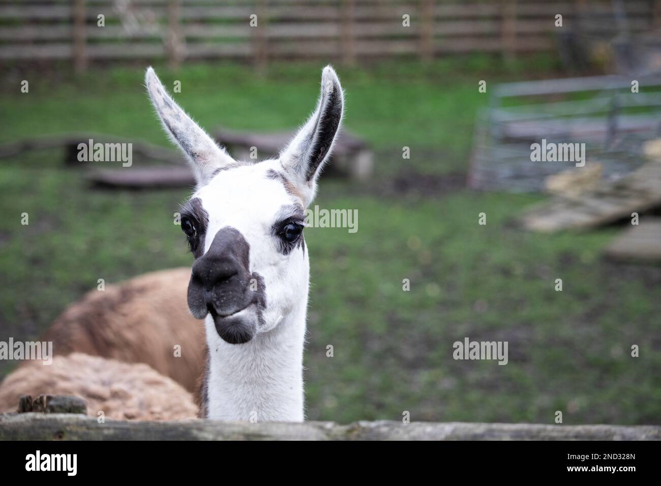 Llama looking at camera hi-res stock photography and images - Alamy