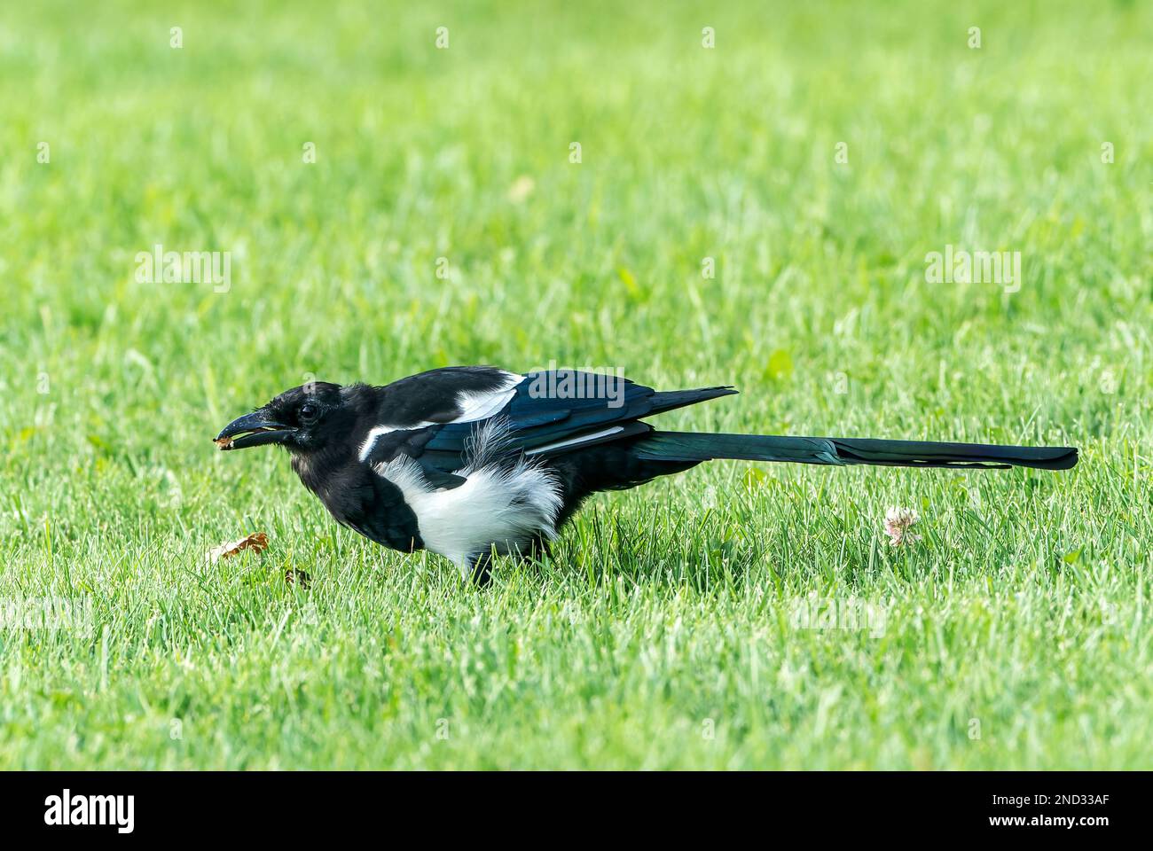 American crow feeding hi-res stock photography and images - Alamy