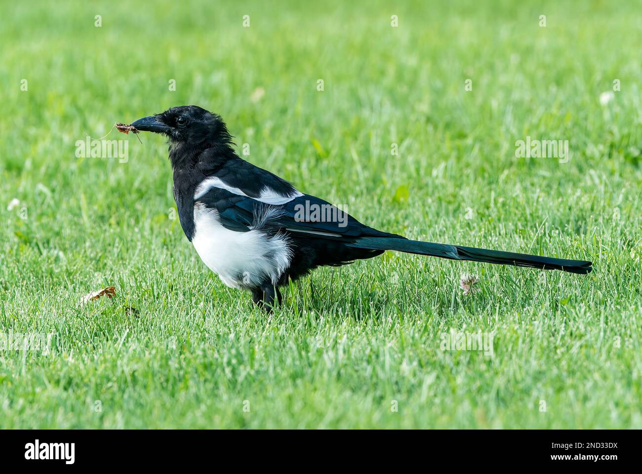 American crow feeding hi-res stock photography and images - Alamy