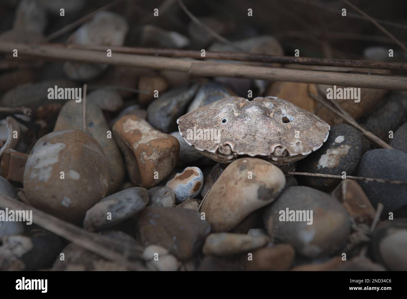 Crab shell hi-res stock photography and images - Alamy