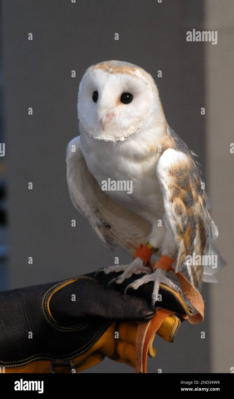 Twilight, a European barn owl, arrives with her handler, Judi Cordrumb ...