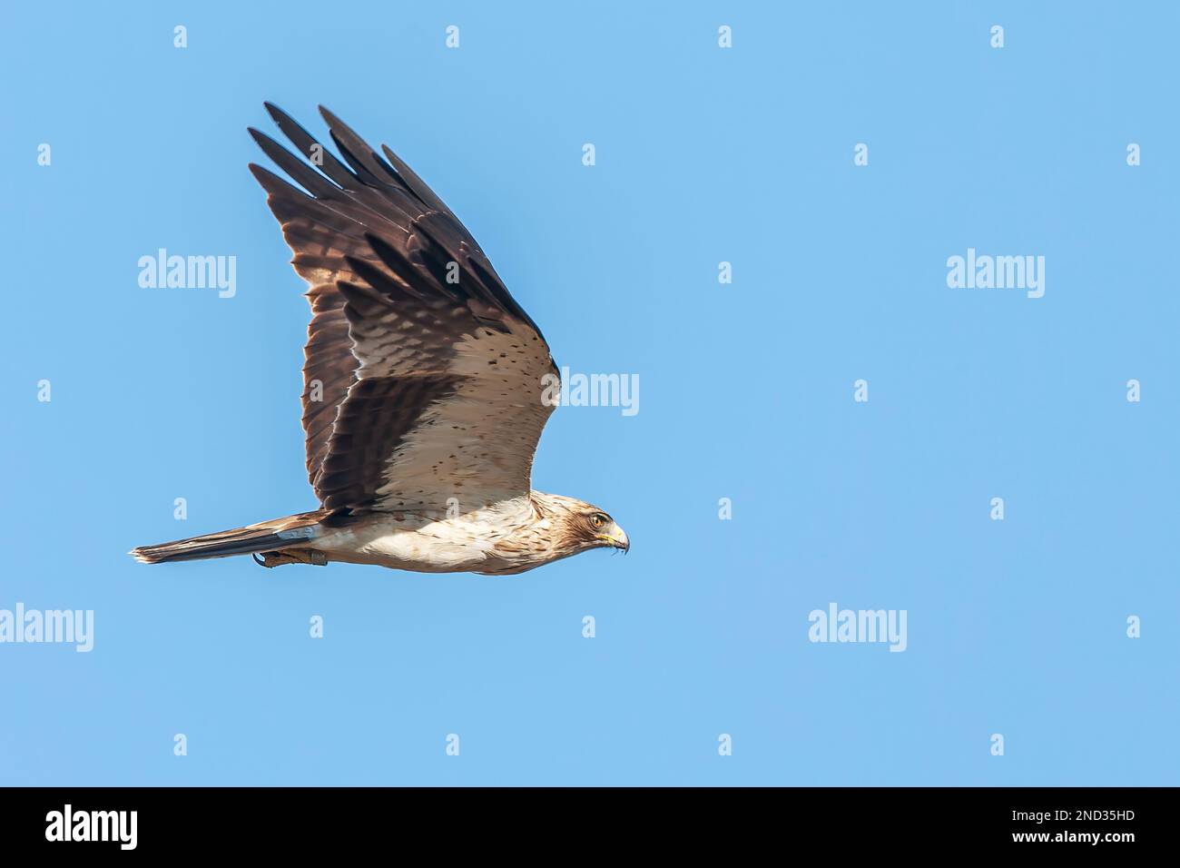 Booted eagle spain hi-res stock photography and images - Alamy
