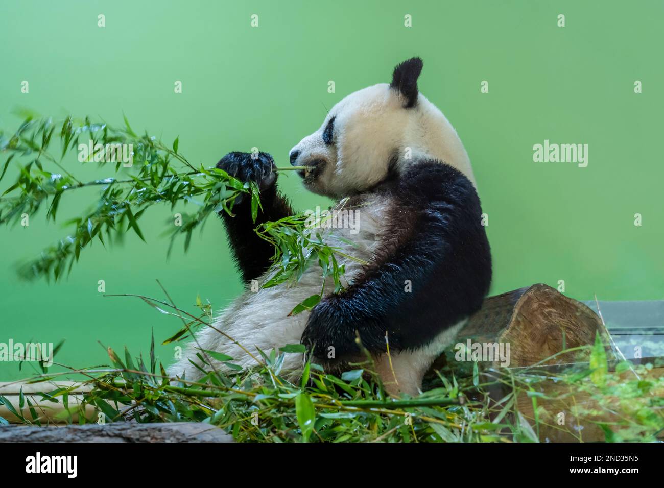 Giant pandas edinburgh zoo hi-res stock photography and images - Alamy