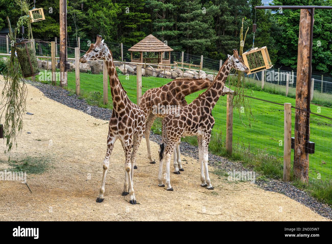 Three of the bachelor herd of Nubian Giraffes in their new outdoor ...