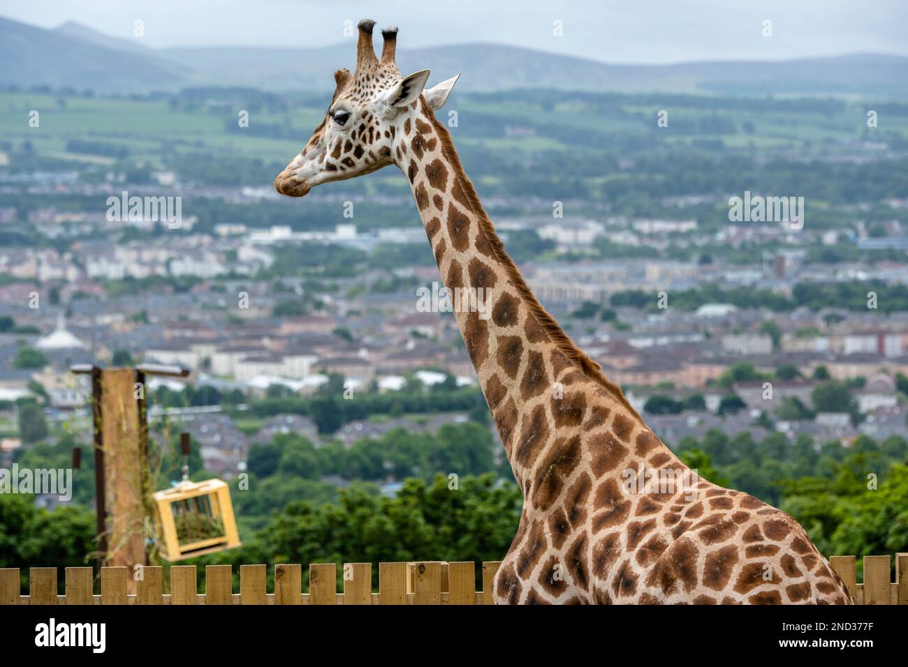 A male Nubian Giraffe takes in the view of the Edinburgh skyline from ...