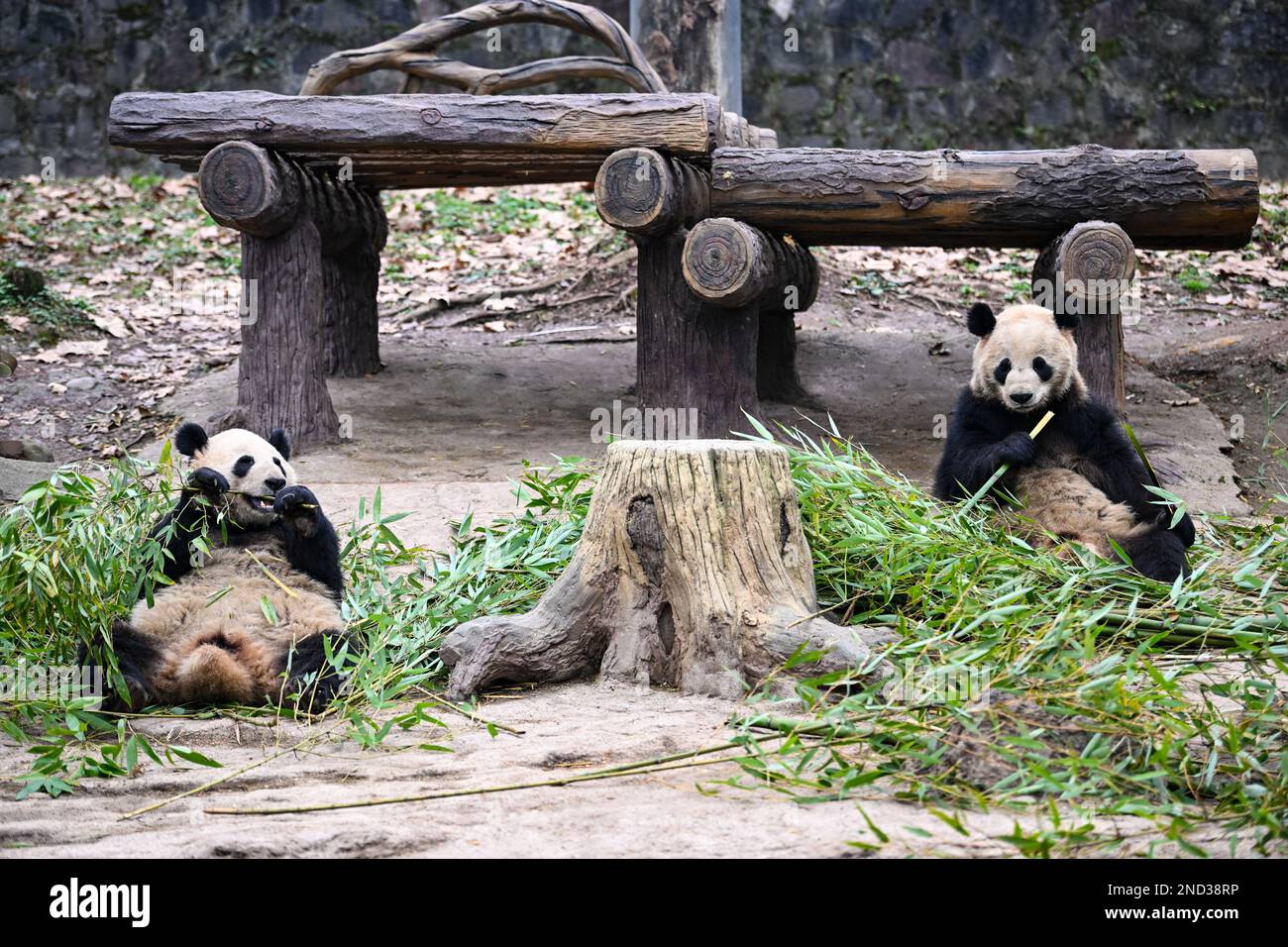 Chengdu, China's Sichuan Province. 15th Feb, 2023. Giant pandas feed on ...