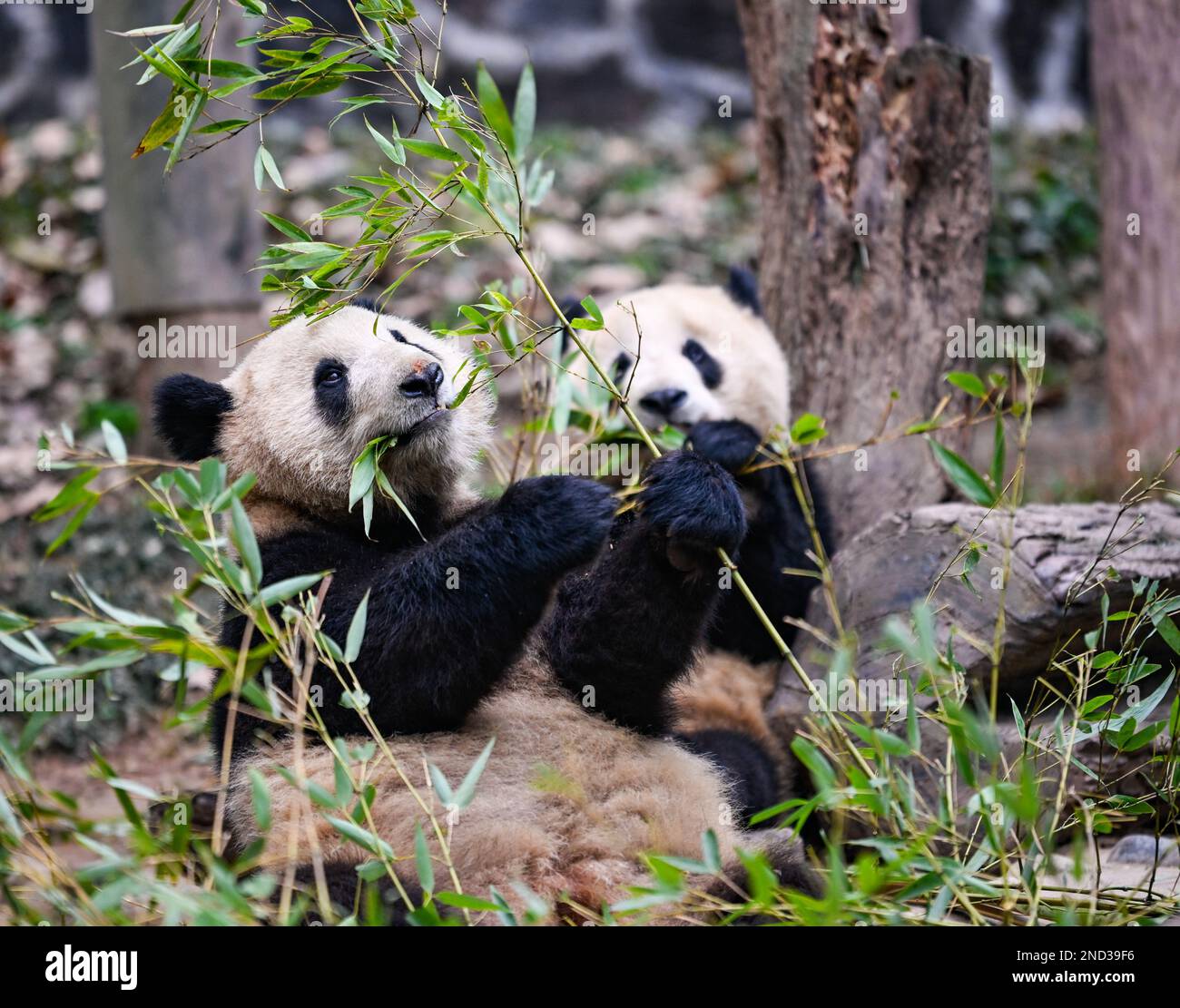 Chengdu, China's Sichuan Province. 15th Feb, 2023. Giant pandas feed on ...