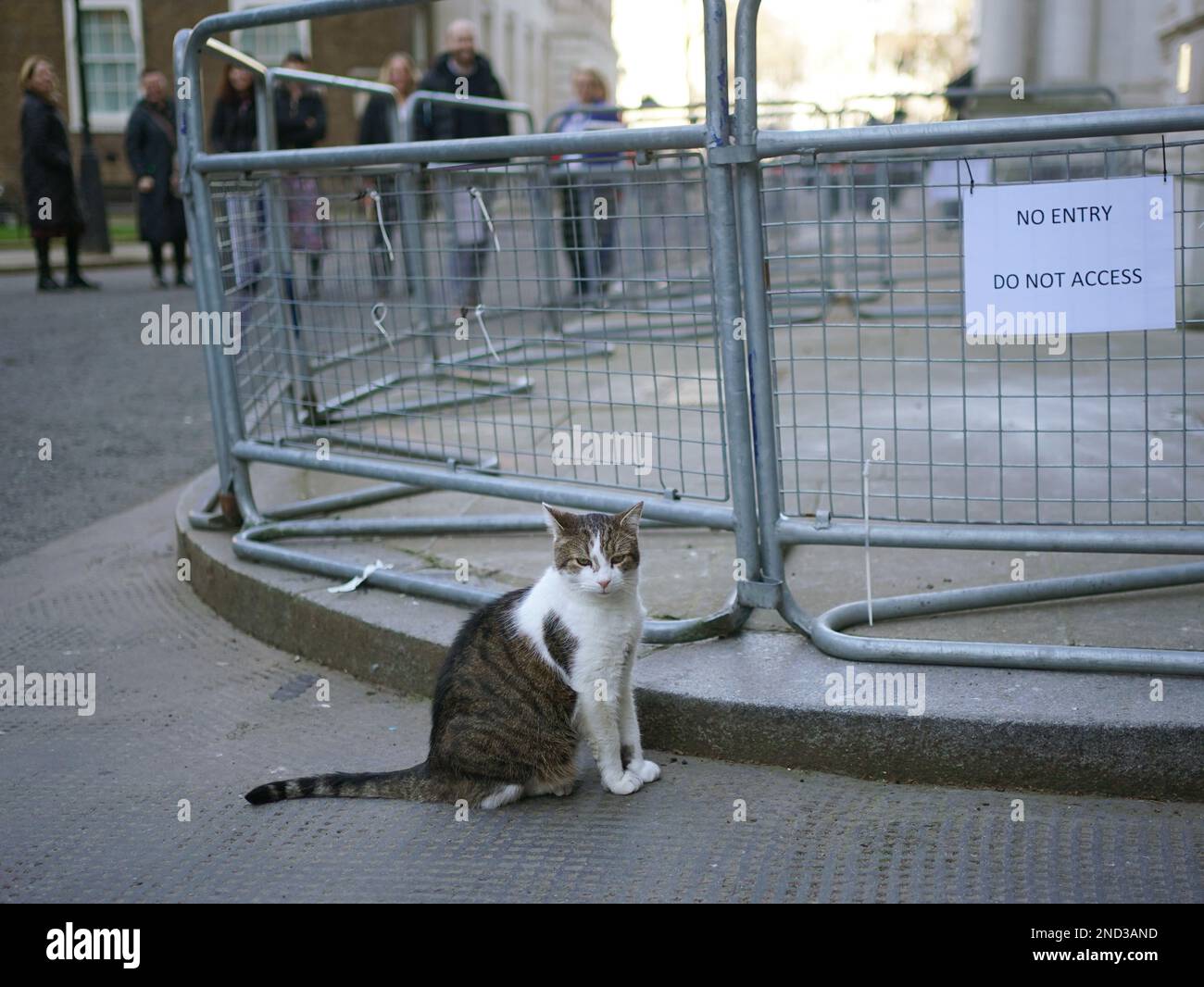 Larry the cat, in Downing Street, London, on the 12th anniversary of ...