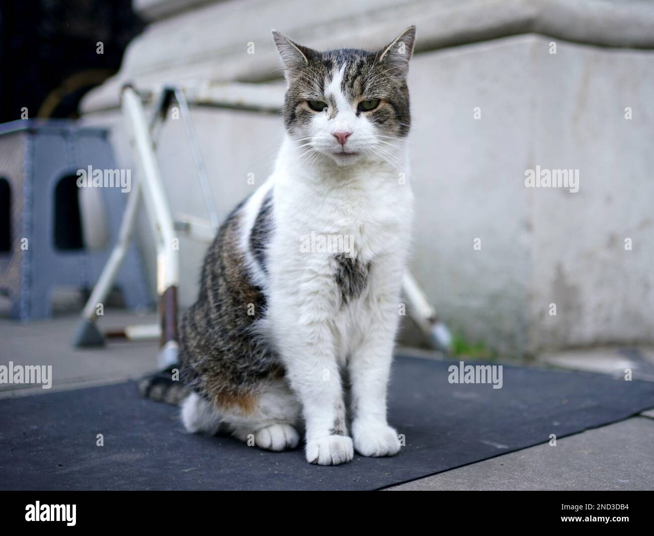 Larry the cat, in Downing Street, London, on the 12th anniversary of ...