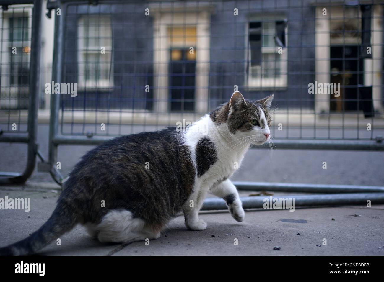 Larry the cat, in Downing Street, London, on the 12th anniversary of ...