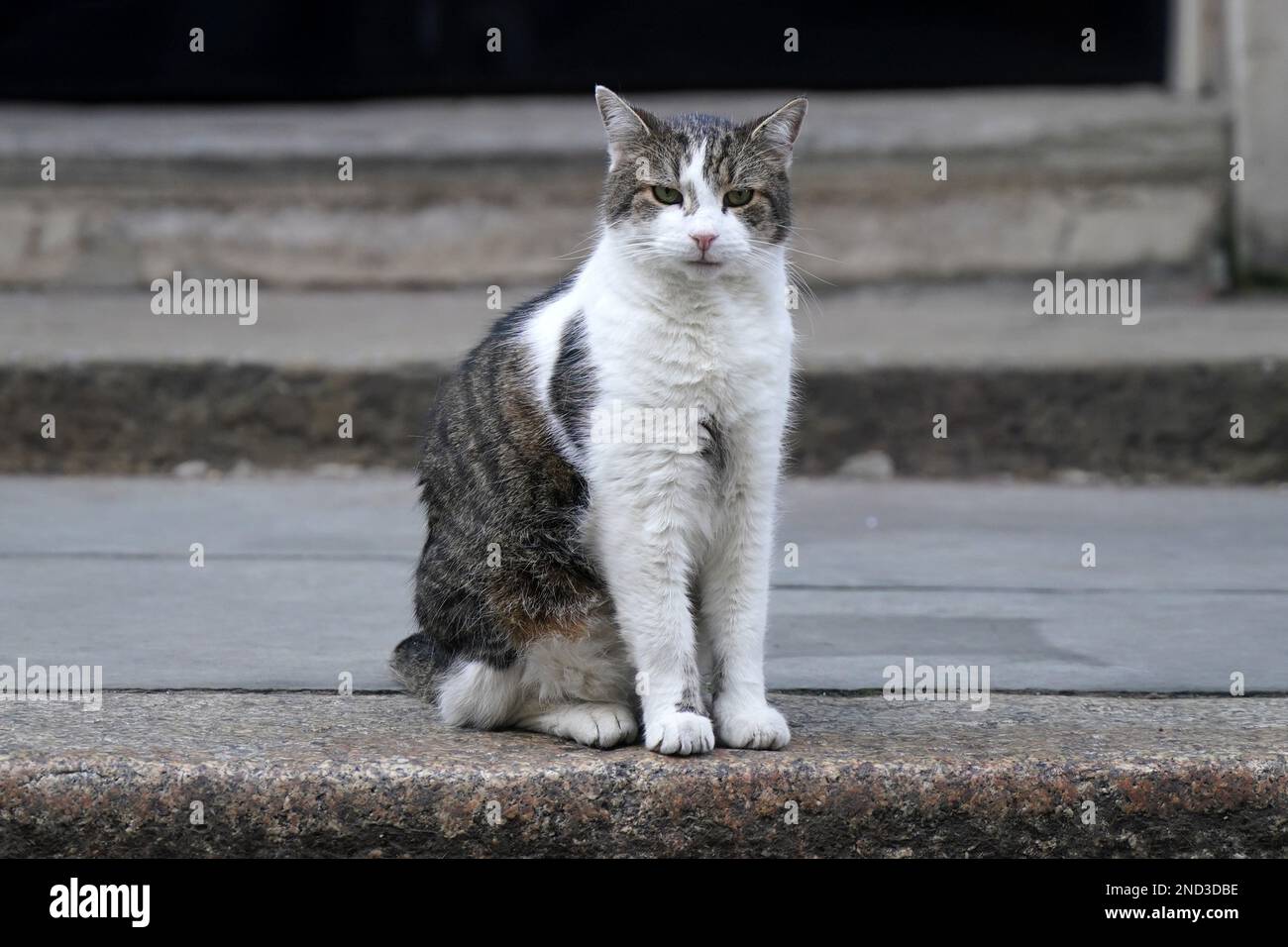 Larry the cat, in Downing Street, London, on the 12th anniversary of ...