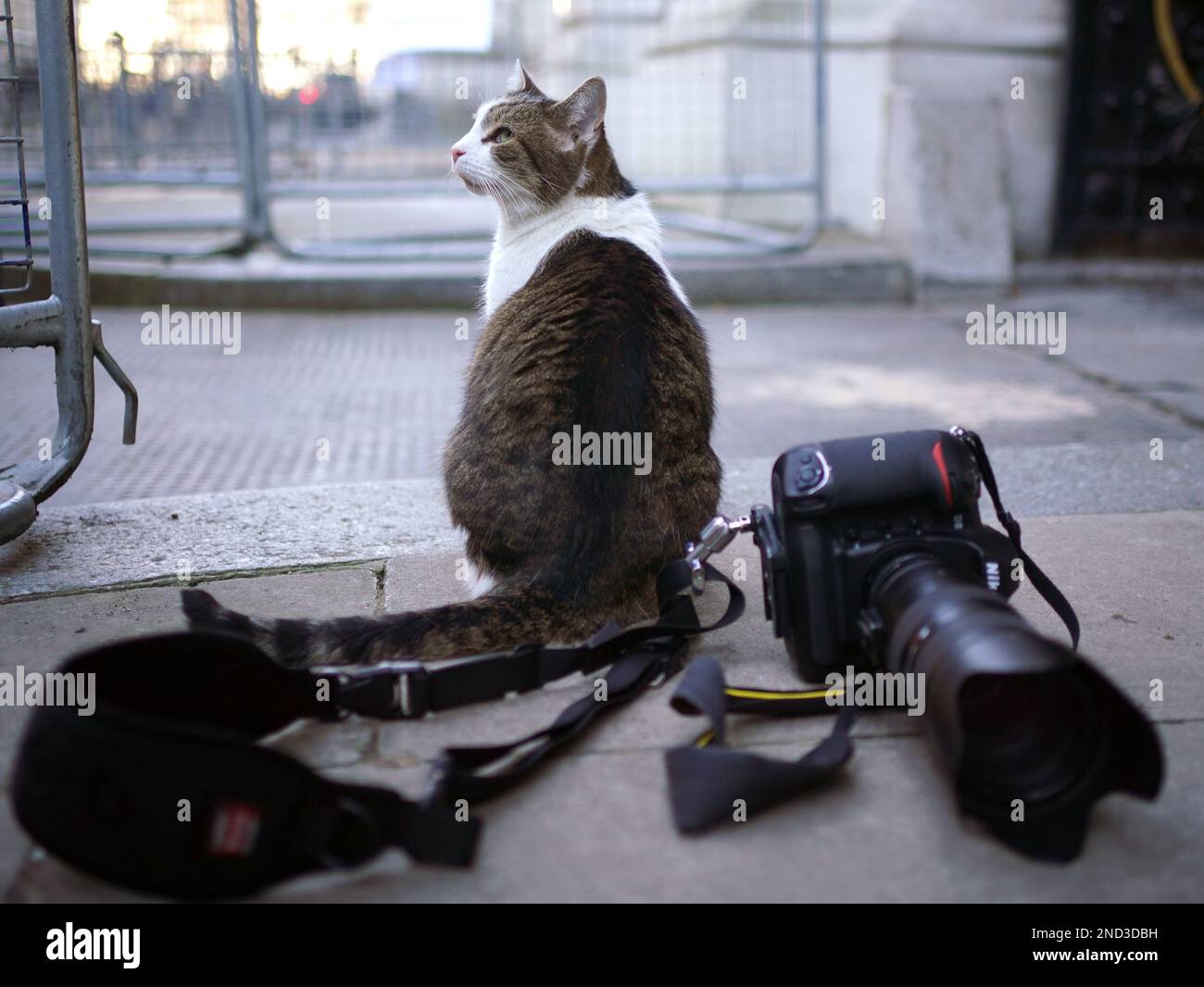 Larry the cat, in Downing Street, London, on the 12th anniversary of ...