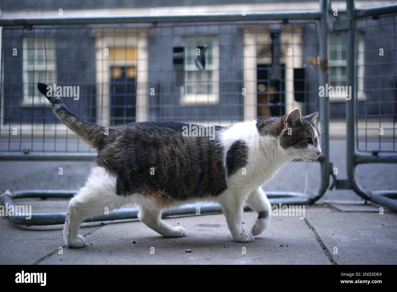 Larry the cat, in Downing Street, London, on the 12th anniversary of ...
