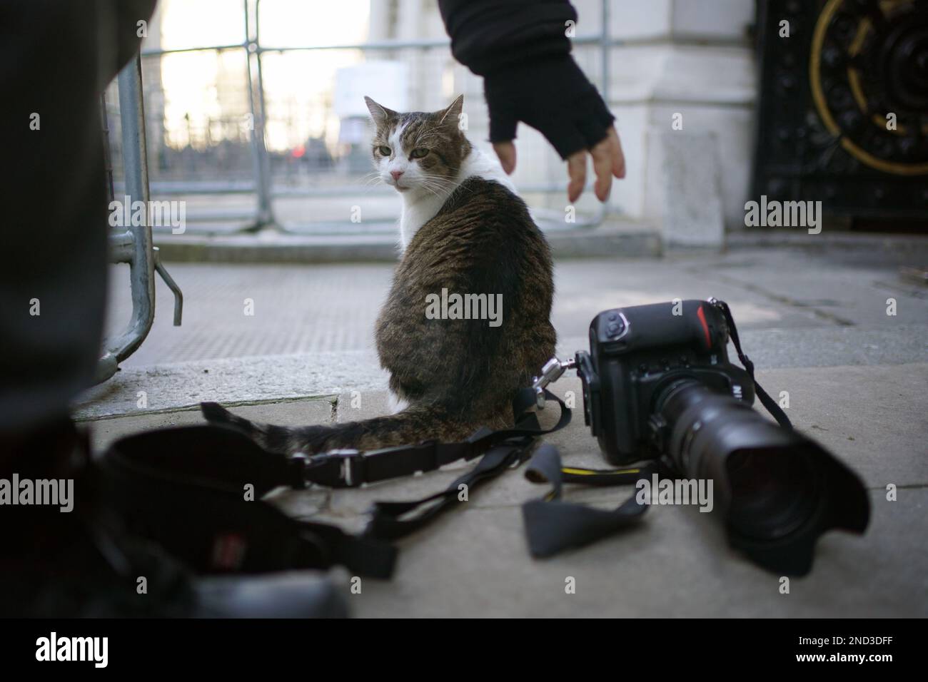 Larry the cat, in Downing Street, London, on the 12th anniversary of ...