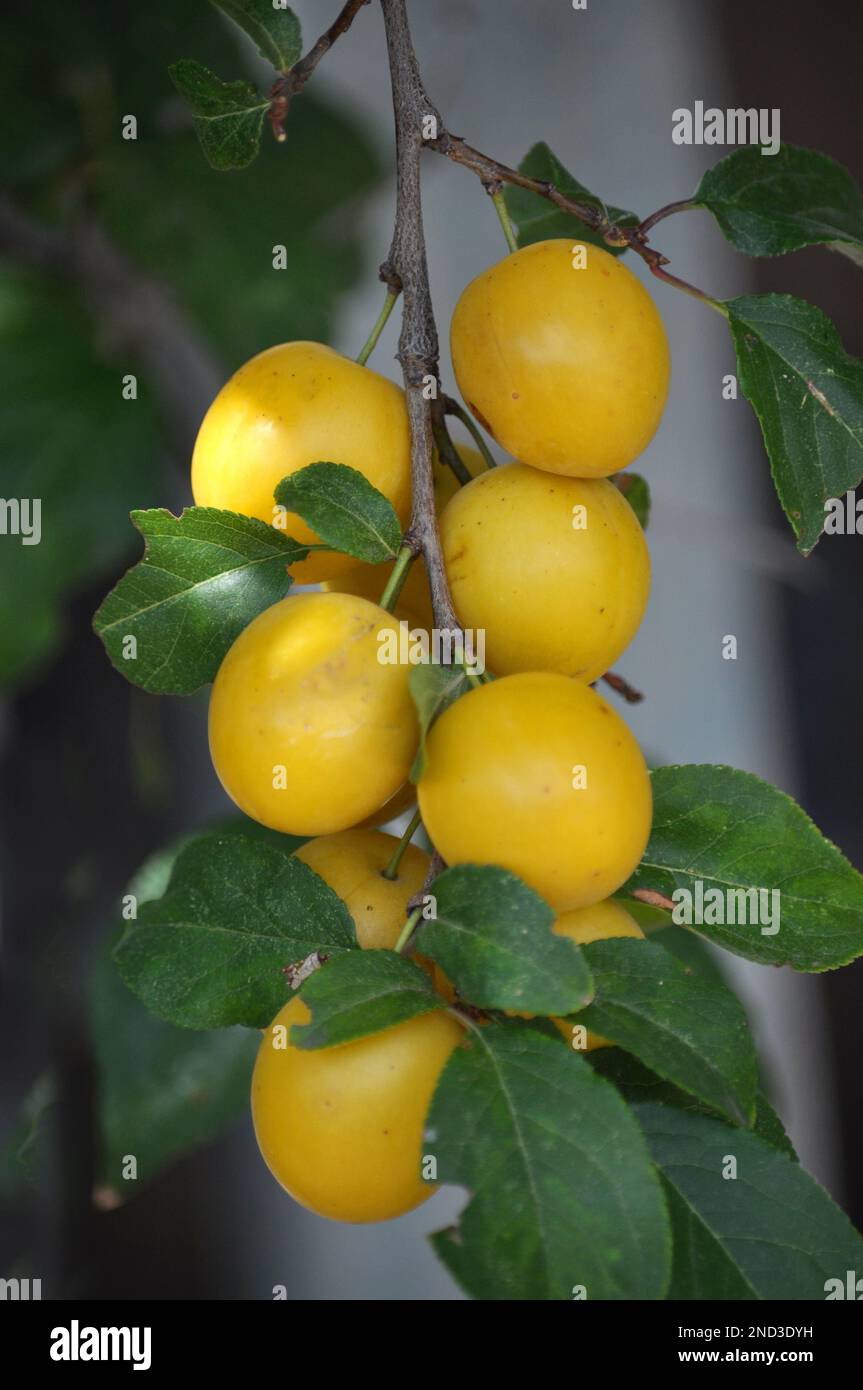 On the branches of the tree ripen fruits of cherry-plum (Prunus ...