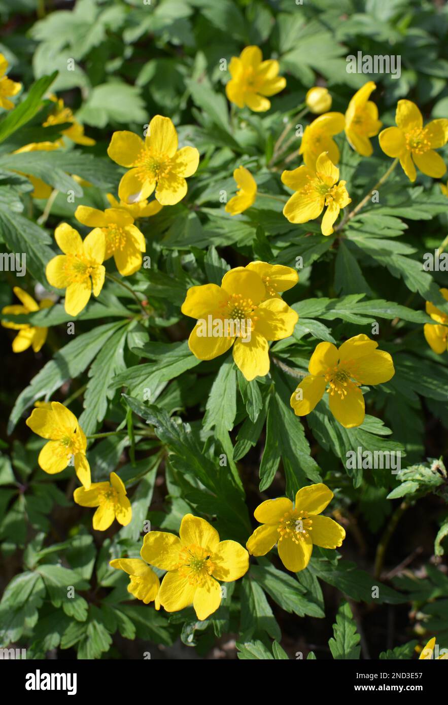 In the spring in the wild forest blooms anemone yellow (Anemone ...