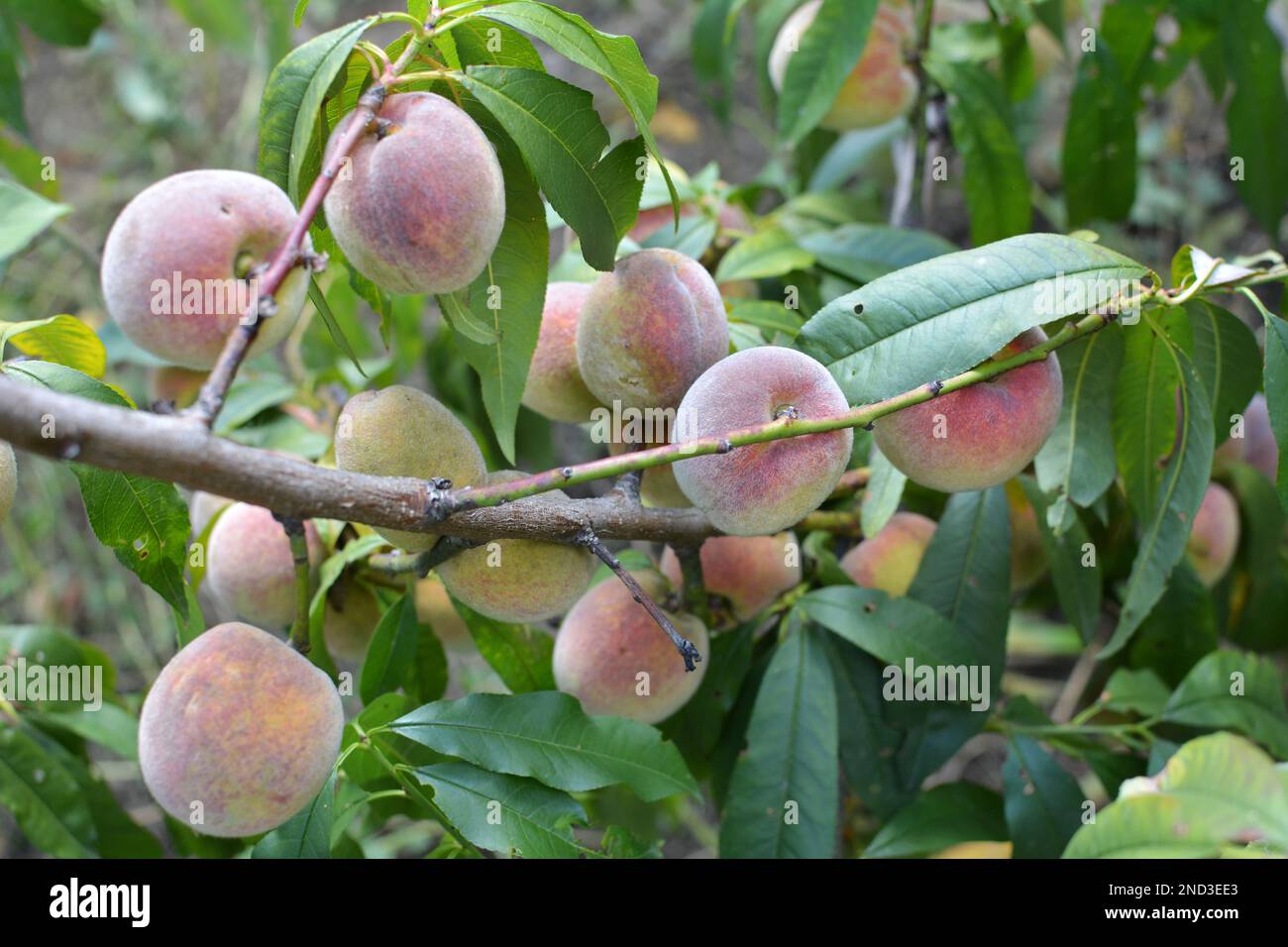 On the branch of a tree with green leaves grow ripe peach fruits Stock ...