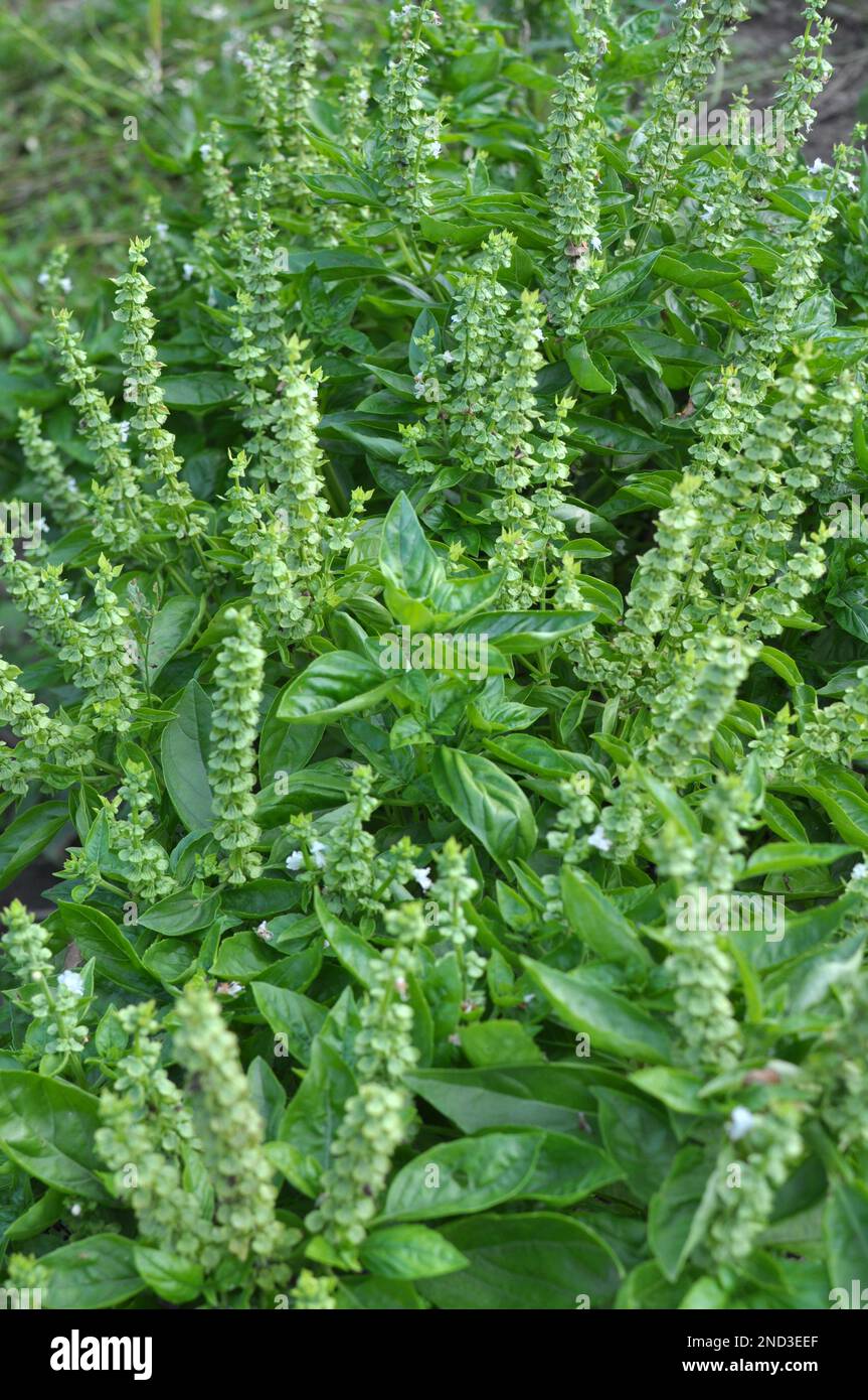 Basil grows in open ground in the garden Stock Photo - Alamy