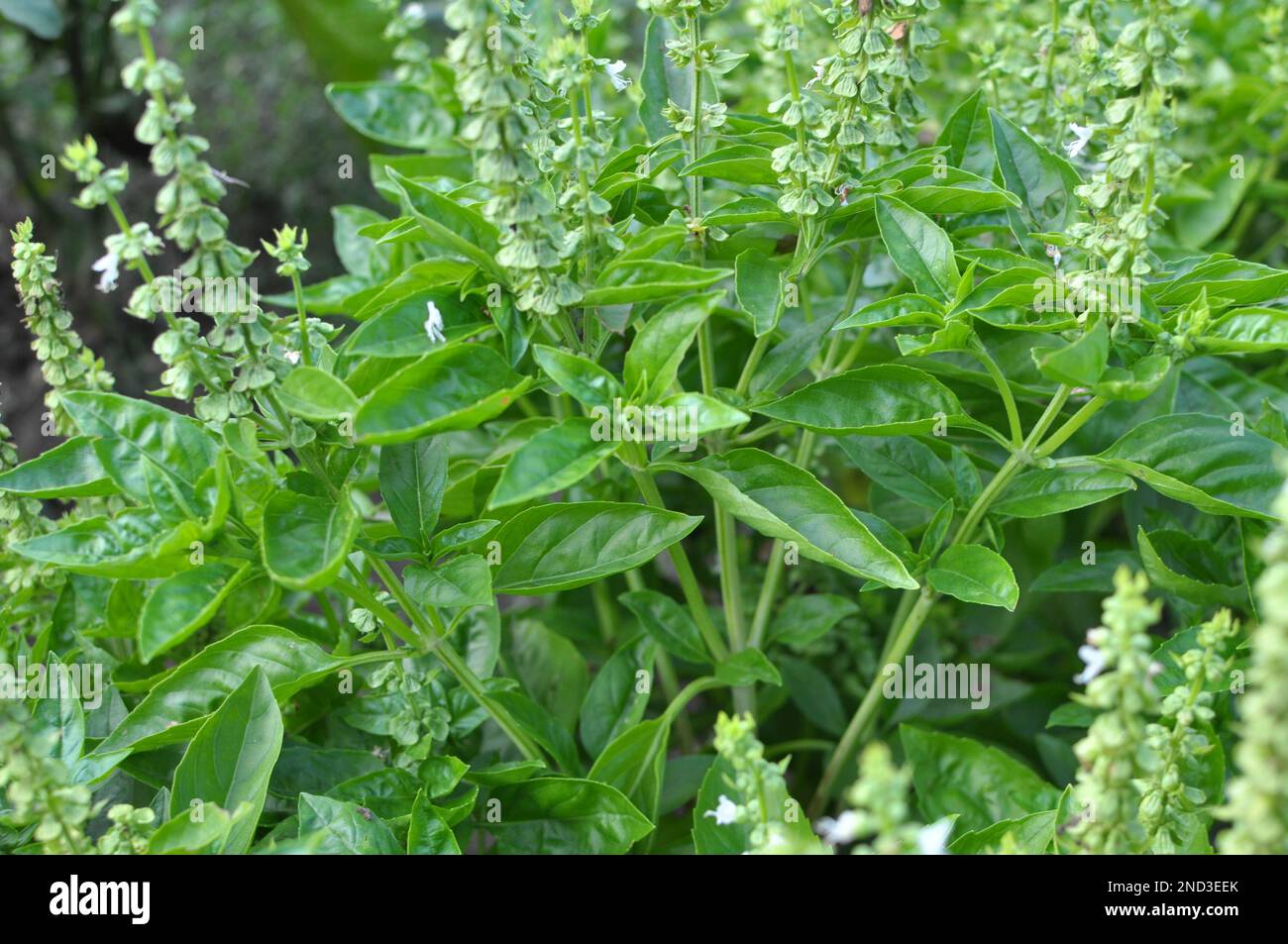Basil grows in open ground in the garden Stock Photo - Alamy