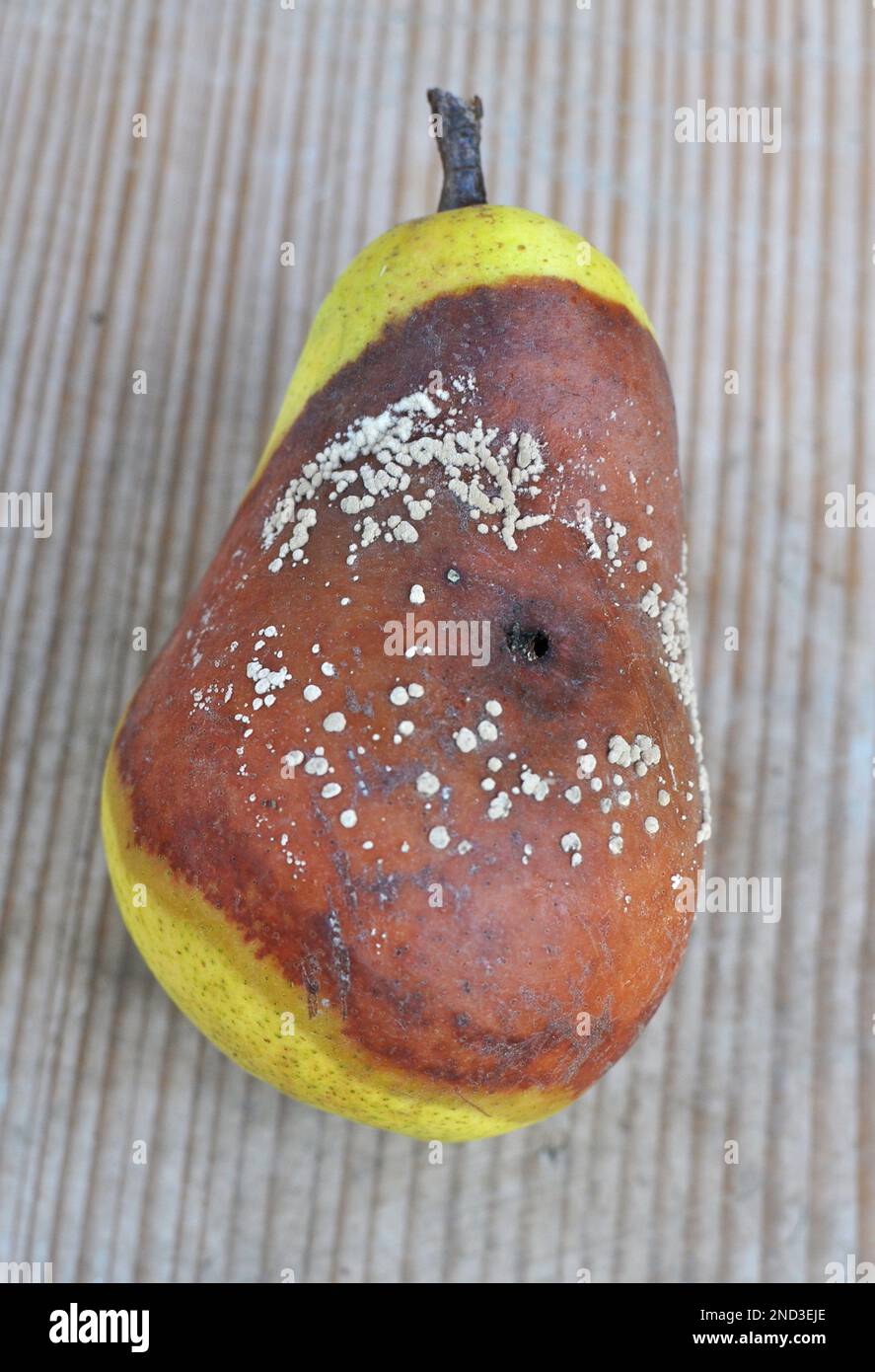 Pear fruits are infected with the fungus Monilinia fructigena Stock ...