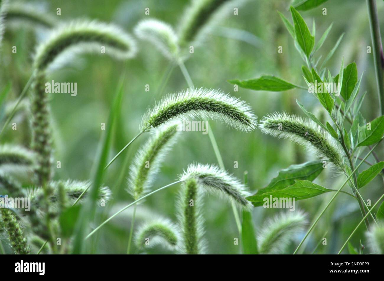 Setaria grows in the field in nature Stock Photo - Alamy