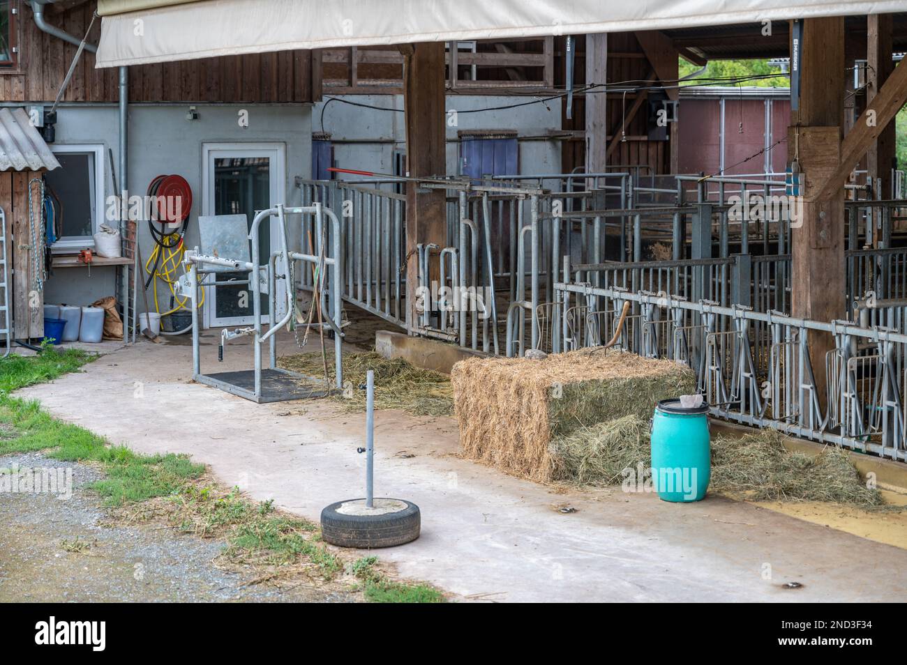 cowshed without cows in it on a farm, separated spaces for the cows ...