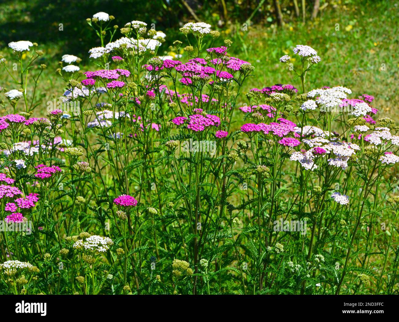 Cluster of yarrows hi-res stock photography and images - Alamy