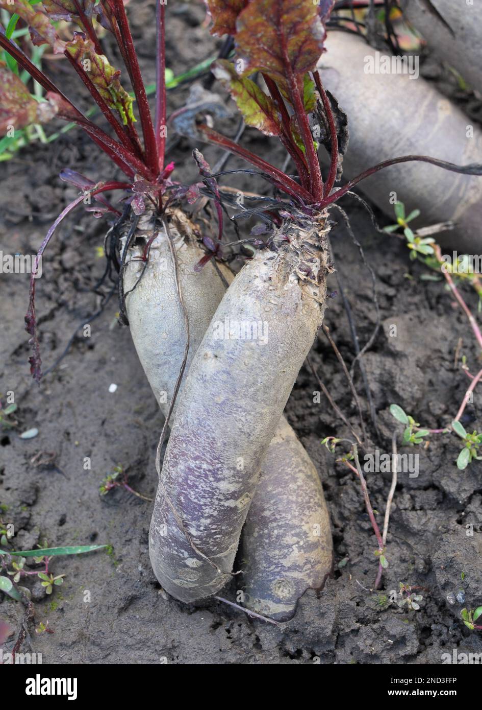 Red table beet grows in open organic soil Stock Photo - Alamy