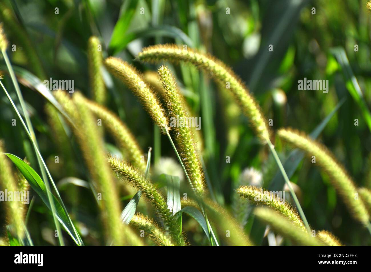 Setaria viridis hi-res stock photography and images - Alamy