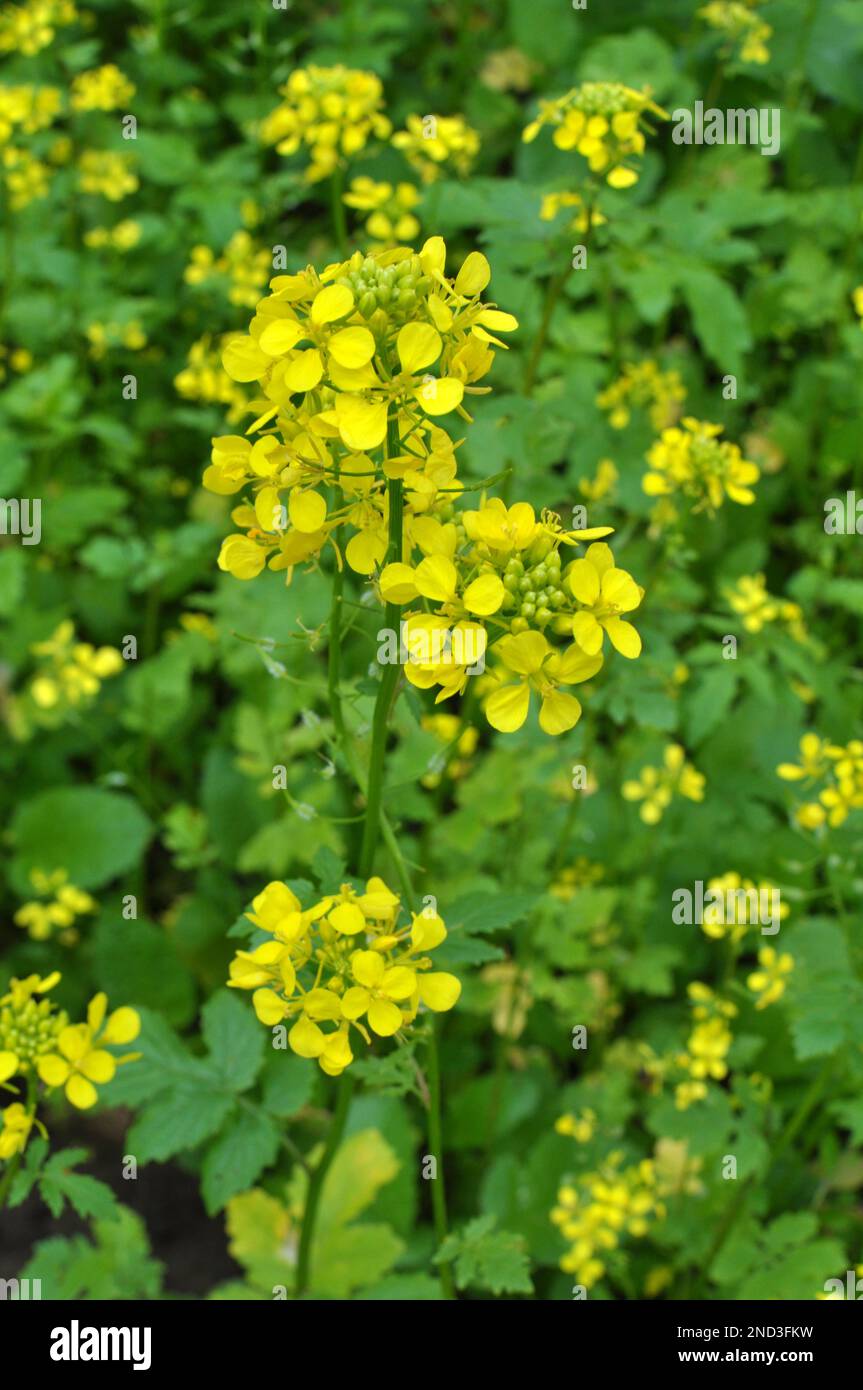 Mustard (Sinapis) is a valuable agricultural crop growing on a farm ...