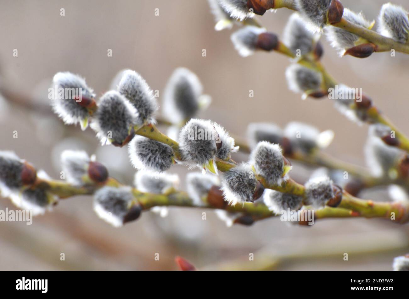 Willow (Salix caprea) branches with buds flowering Stock Photo - Alamy