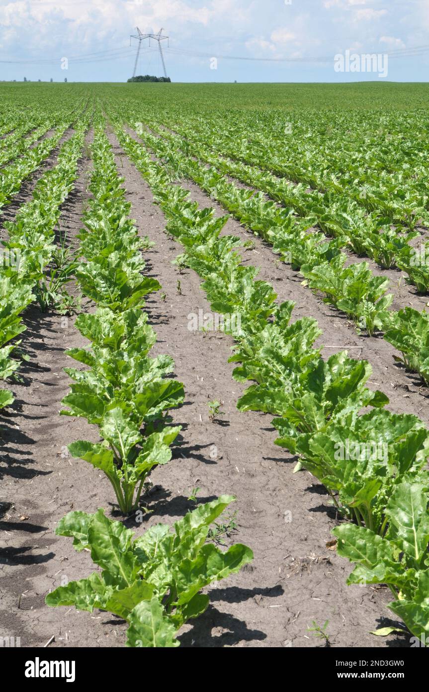 In the spring, sugar beet grows on the farmer's field Stock Photo - Alamy