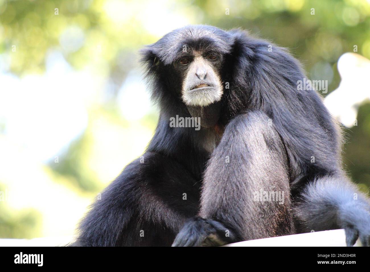 Black furred animal hi-res stock photography and images - Alamy