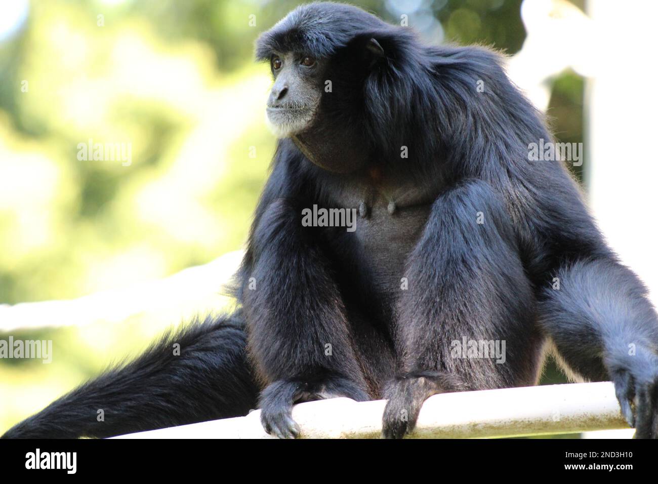 Siamang, an arboreal black-furred gibbon Stock Photo - Alamy