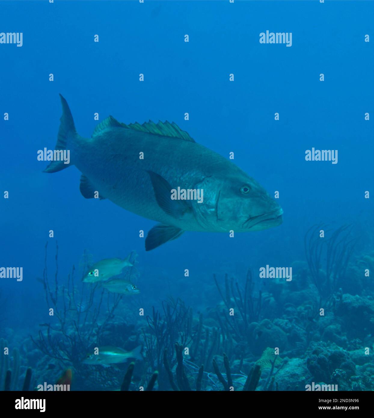 Hyporthodus nigritus hi-res stock photography and images - Alamy