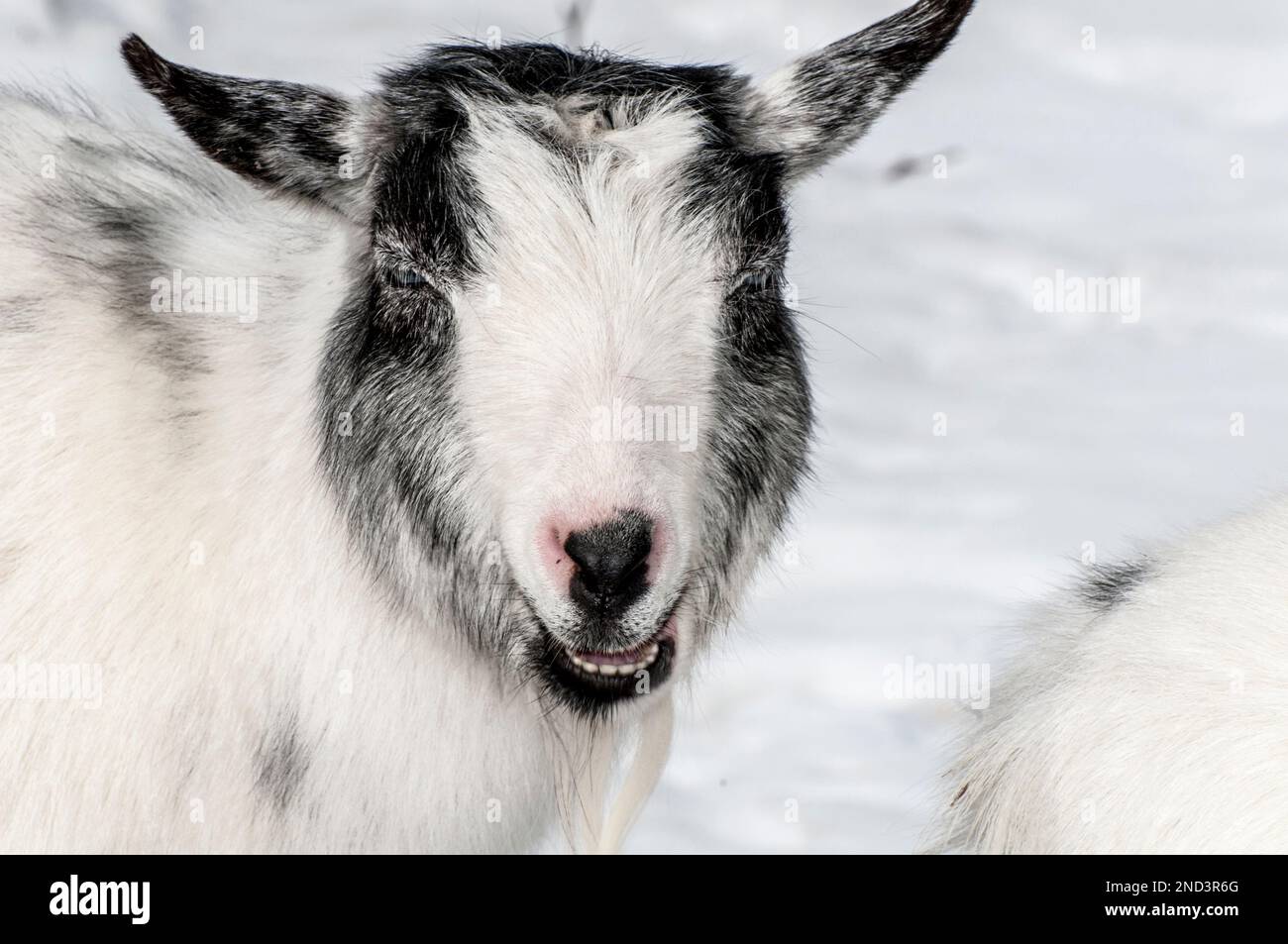 Nigerian dwarf goat hi-res stock photography and images - Alamy