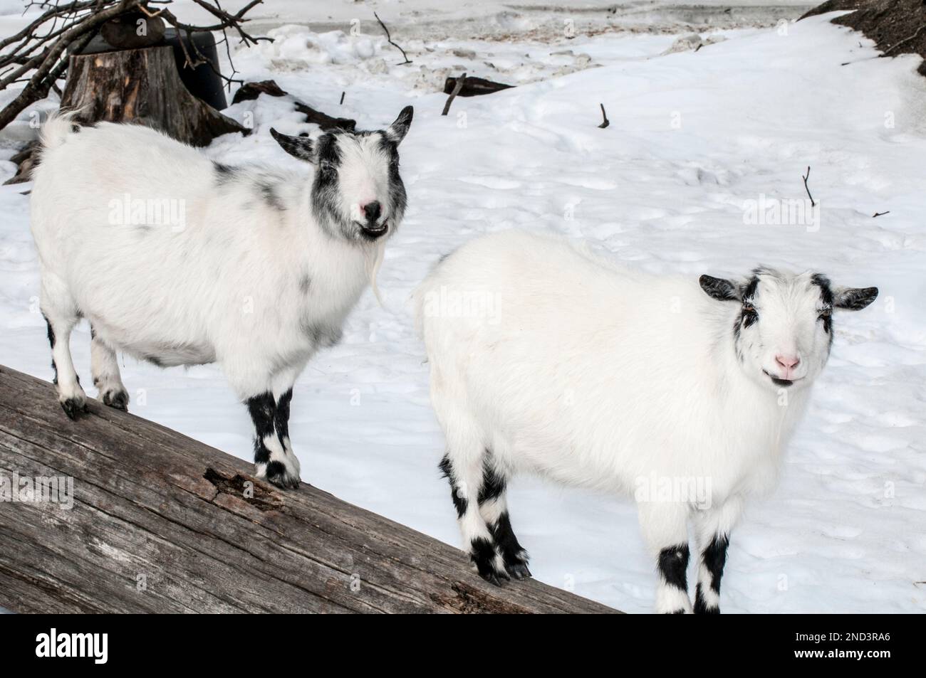 Nigerian dwarf goat hi-res stock photography and images - Alamy