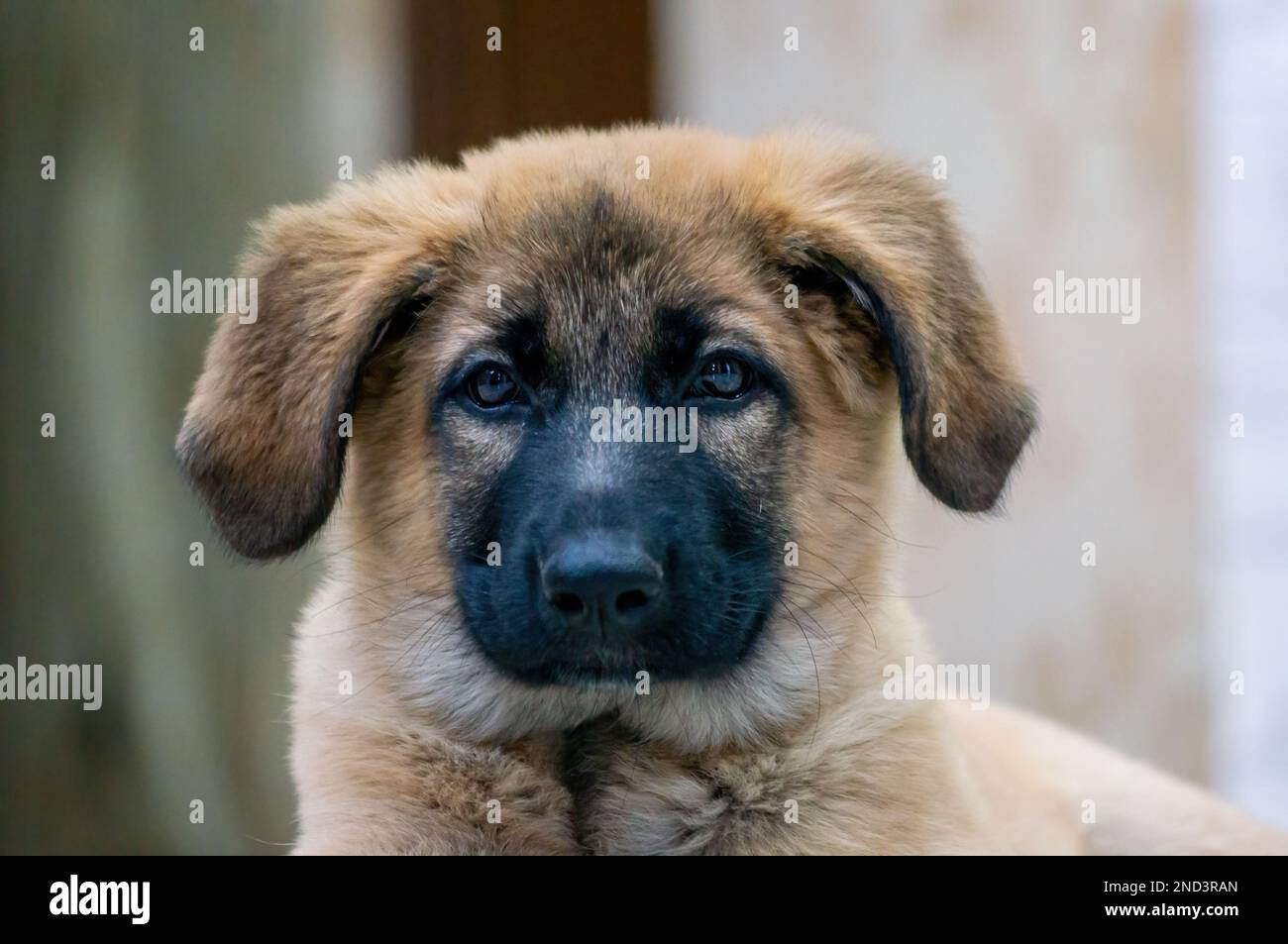 Brown dog curious expression staring at camera Stock Photo - Alamy