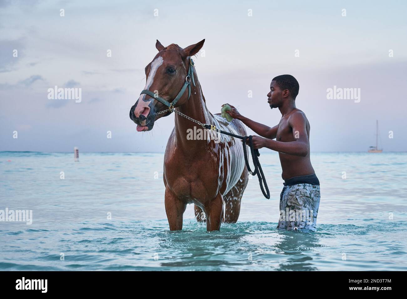 trainers wash and swim with their horses on pebble beach, Barbados ...