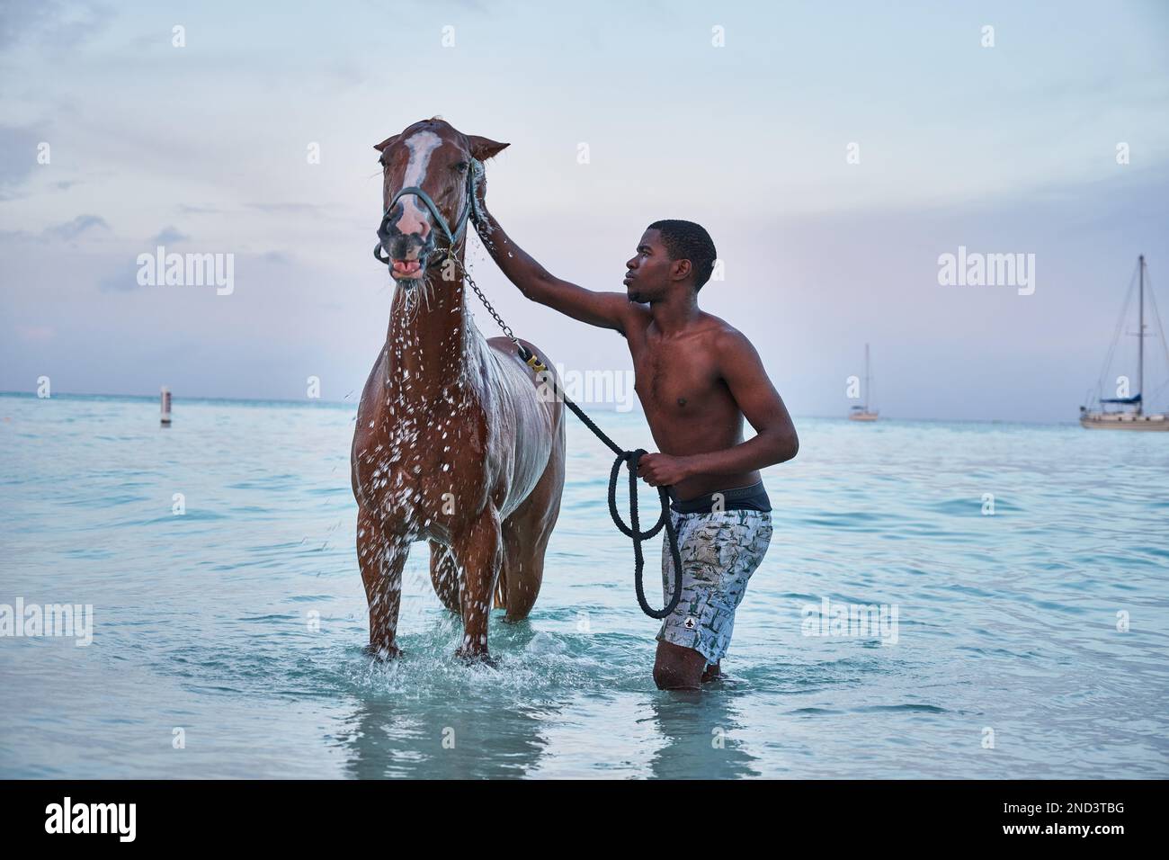 trainers wash and swim with their horses on pebble beach, Barbados ...